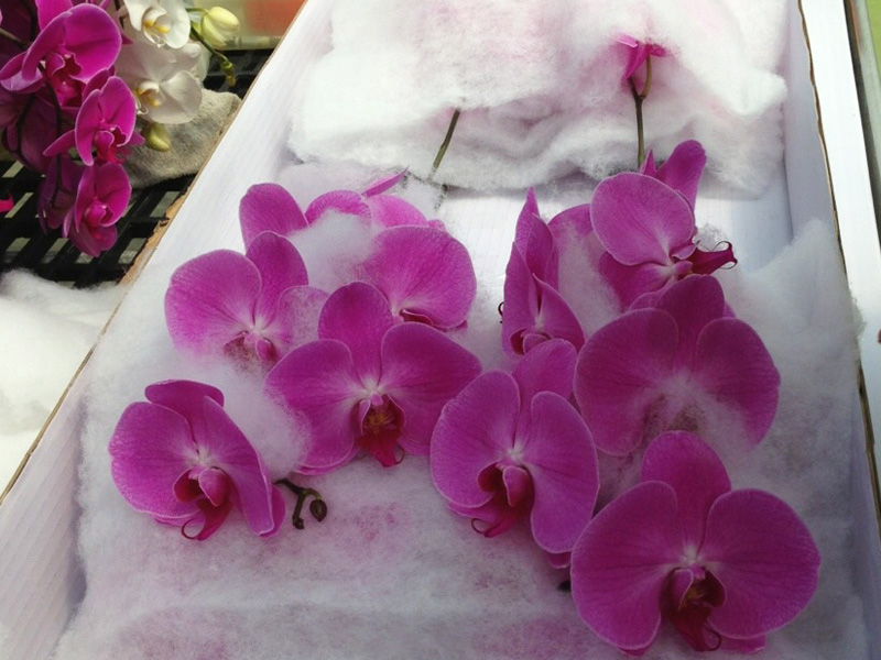 New Addition to Production Line – Orchid Hub