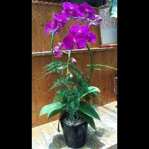 939 Alluring Amethyst – Orchid Hub